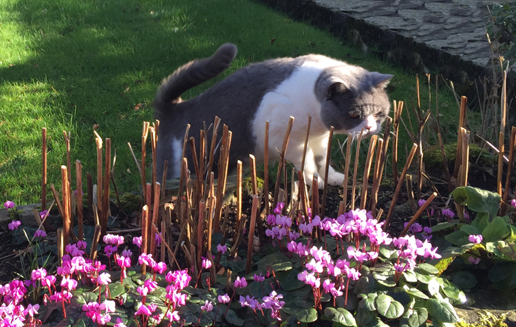 Cats Crazy About The Garden – Caroline Benedict Smith