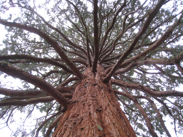 Top 8 Winter Trees and Shrubs - Caroline Benedict Smith