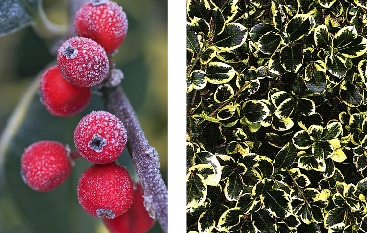 Top 8 Winter Trees and Shrubs – Caroline Benedict Smith