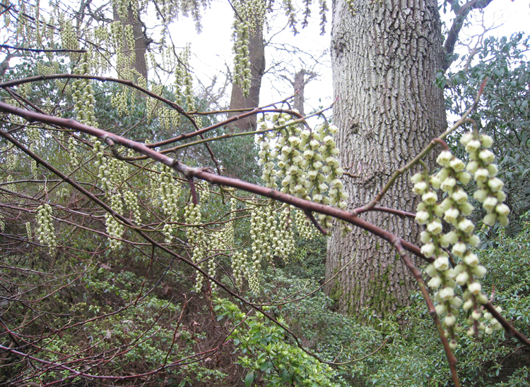 Top 8 Winter Trees and Shrubs – Caroline Benedict Smith